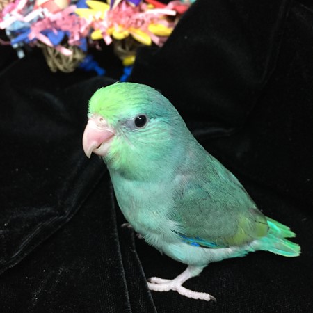 Celestial (Pacific) Parrotlet #172434 for sale in Arlington Heights, IL