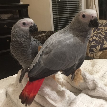 African Grey Congo Parrot #172687 for sale in East of Dallas (off of I ...