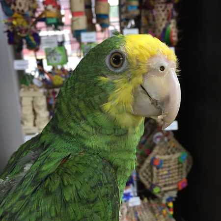 Double Yellow Head Amazon #173038 for sale in Arlington Heights, IL