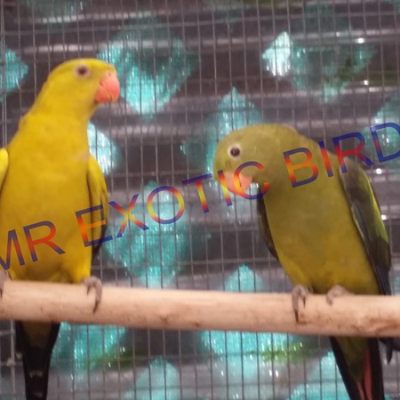 Rock Pebbler Parakeet #173429 for sale in San Diego, CA