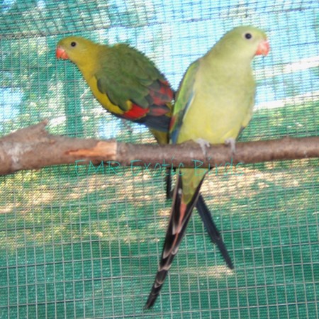 Rock Pebbler Parakeet #173429 for sale in San Diego, CA