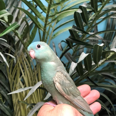 Lineolated Parakeet #173578 for sale in Niles, IL