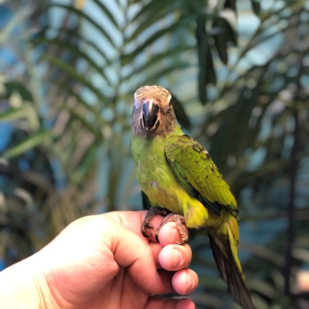 Dusky Conure #173579 for sale in Niles, IL