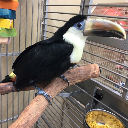 Toucan #173771 for sale in Delran, NJ