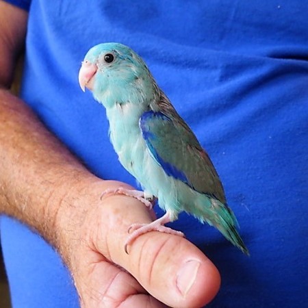 Celestial (Pacific) Parrotlet #173904 for sale in Miami, FL