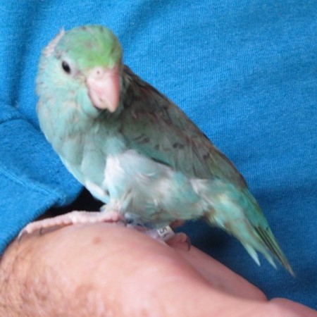 Celestial (Pacific) Parrotlet #174376 for sale in Miami, FL