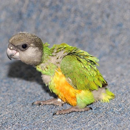 Senegal Poicephalus #174604 for sale in San Diego, CA