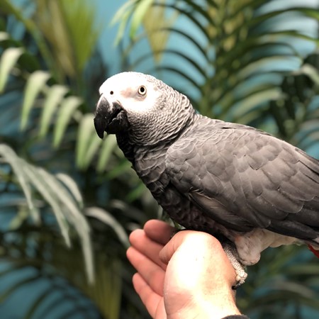 African Grey Congo Parrot #174788 for sale in Niles, IL