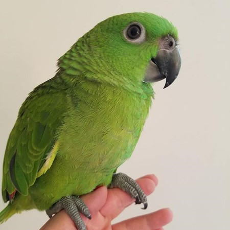 Yellow Naped Amazon #175127 for sale in Stroudsburg , PA