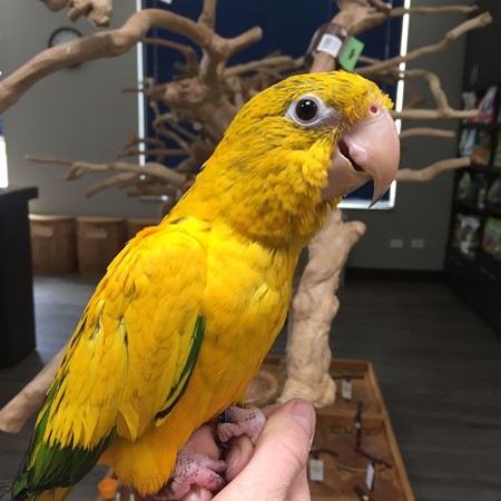 Golden Conure #175847 for sale in Arlington Heights, IL