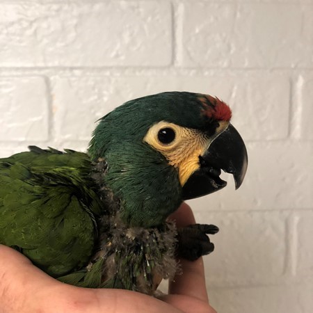 Illigers Macaw #176071 for sale in Niles, IL