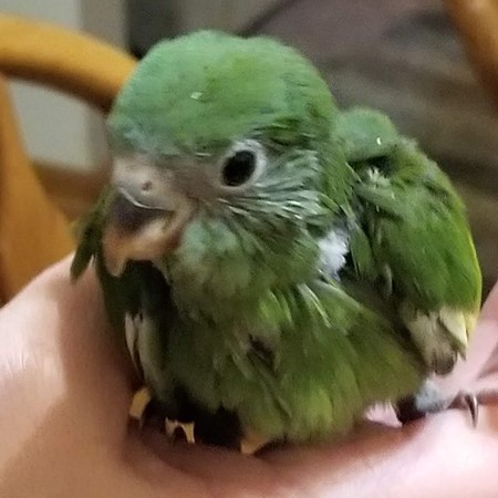 Canary-wing Parakeet #176733 for sale in Mount Morris, MI