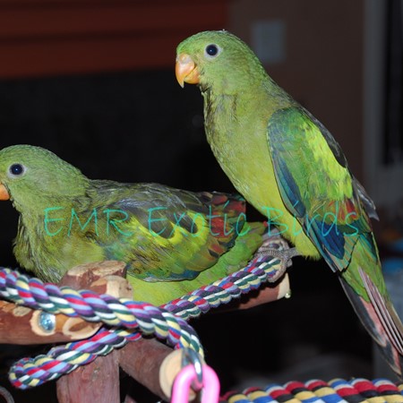 Rock Pebbler Parakeet #176853 for sale in San Diego, CA