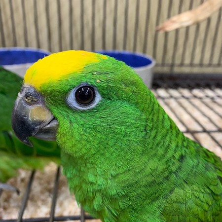 Yellow Crowned Amazon #177440 for sale in Delran, NJ