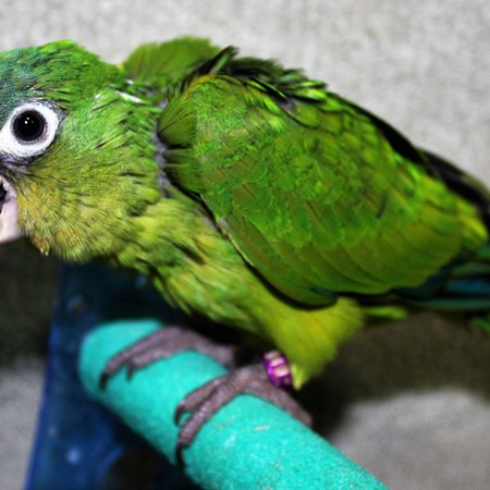 Half Moon Conure #177657 for sale in Bandera, TX