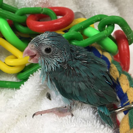 Celestial (Pacific) Parrotlet #177724 for sale in Arlington Heights, IL