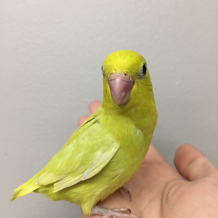 Celestial (Pacific) Parrotlet #177752 for sale in Arlington Heights, IL