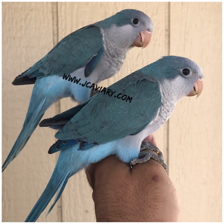 Quaker Parrot #178390 for sale in Austin, TX