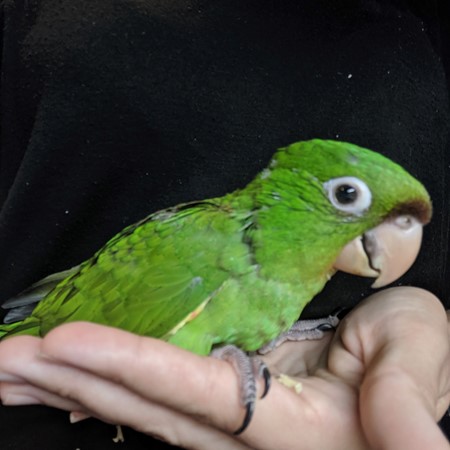 Cherry Head Conure #178394 for sale in Palm City, FL