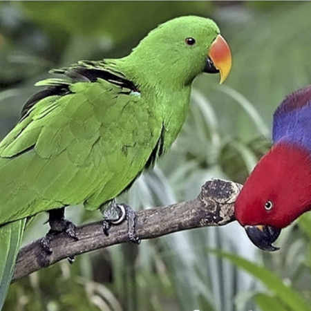 Solomon Island Eclectus #179485 for sale in Shop Online, WA