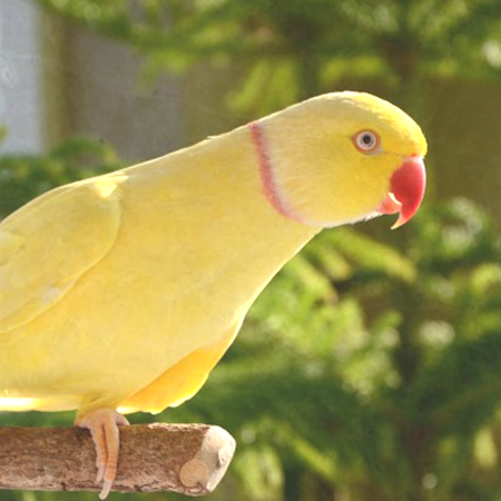 Ringneck Indian Parakeet #179947 for sale in Shop Online, WA