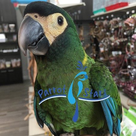 Yellow Collar Macaw #180588 for sale in Arlington Heights, IL