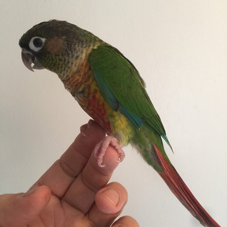 Green Cheek Conure #180856 for sale in Raleigh, , NC