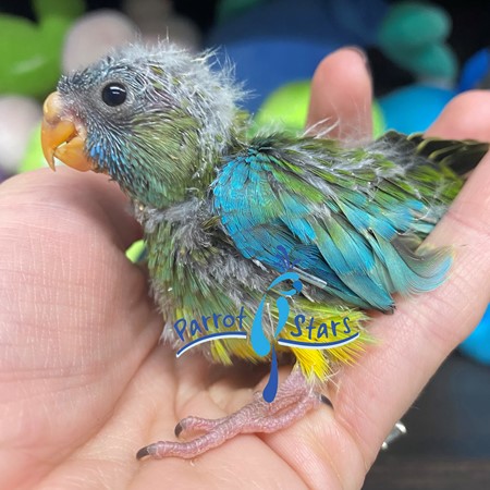 Grass Scarlet Chested (Splendid) Parakeet #181356 for sale in Arlington ...