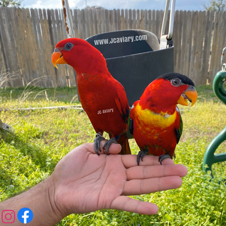 Yellow-bibbed Lory #181655 for sale in Austin, TX