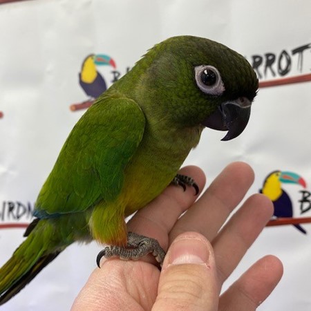 Nanday Conure #181781 for sale in Niles, IL