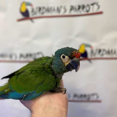 Illigers Macaw #181819 for sale in Niles, IL