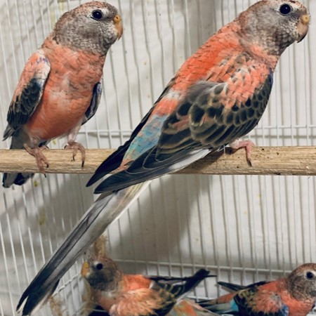 Bourke Parakeet #181887 for sale in Arlington, TX