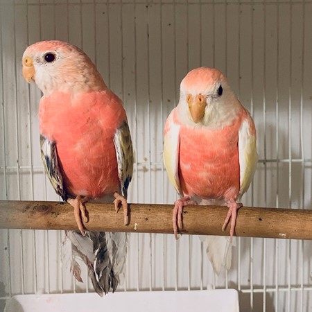 Bourke Parakeet #181887 for sale in Arlington, TX