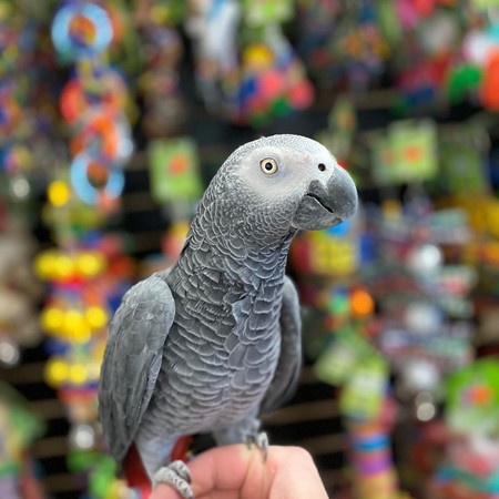 African Grey Congo Parrot #181961 for sale in Niles, IL