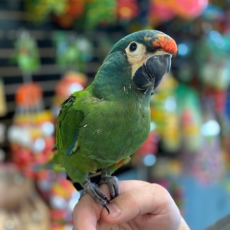 Illigers Macaw #181981 for sale in Des Plaines, IL