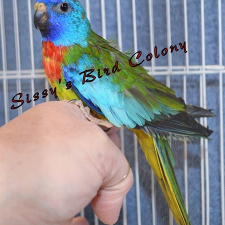 Grass Scarlet Chested (Splendid) Parakeet #182145 for sale in Aylett, VA