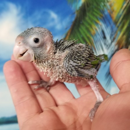 Half Moon Conure #182436 for sale in port charlotte, FL