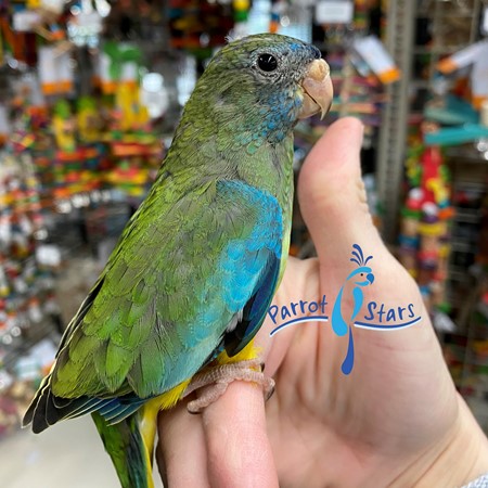 Grass Scarlet Chested (Splendid) Parakeet #182589 for sale in Arlington ...