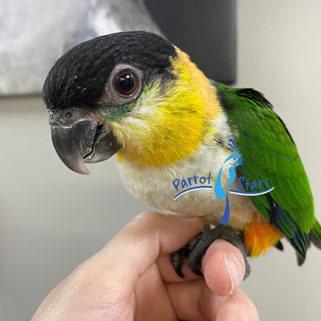 Black Headed Caique #182660 for sale in Arlington Heights, IL