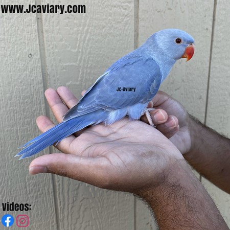 Ringneck Indian Parakeet #182643 for sale in Austin, TX