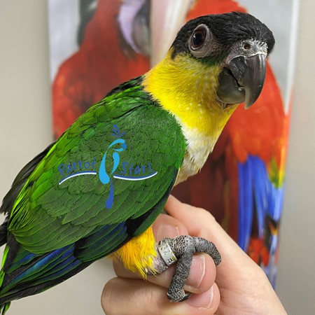 Black Headed Caique #182808 for sale in Arlington Heights, IL