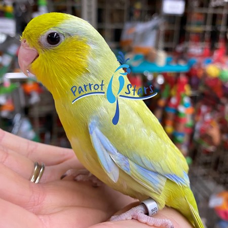 Celestial (Pacific) Parrotlet #182813 for sale in Arlington Heights, IL