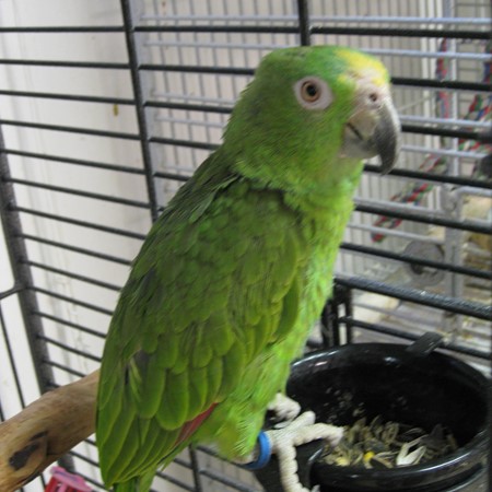 Yellow Naped Amazon #182919 for sale in Green Brook , NJ