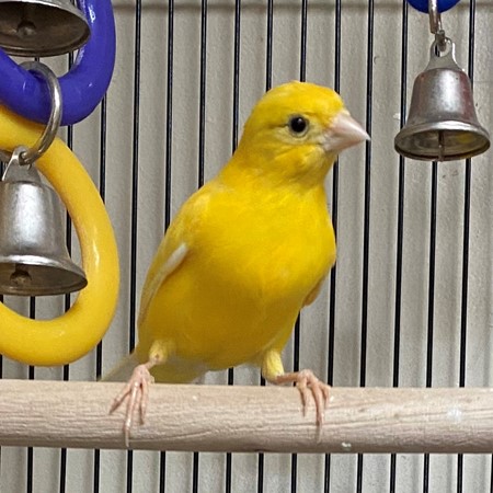 Canary #183045 for sale in Willoughby, OH