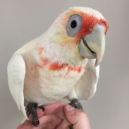 Slender Billed Corella Cockatoo #183217 for sale in Arlington Heights, IL