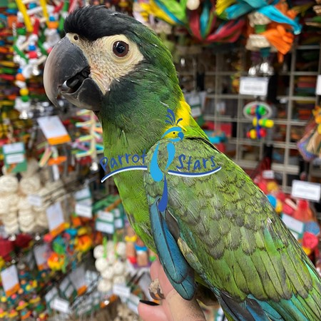 Yellow Collar Macaw #183510 for sale in Arlington Heights, IL