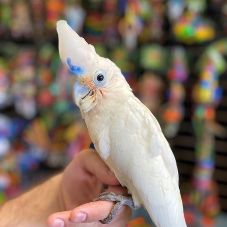 Goffin Cockatoo #183539 for sale in Niles, IL