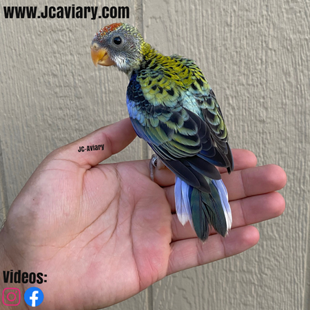Rosella Pale Head Blue Parakeet #183902 for sale in Austin, TX