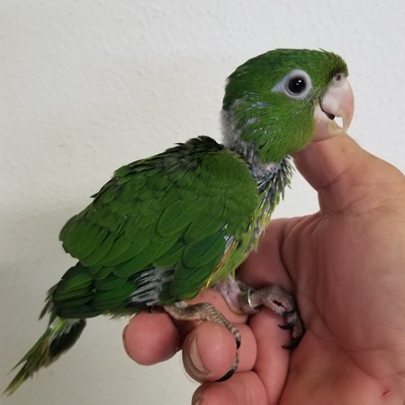 White Eye Conure #183903 for sale in port charlotte, FL
