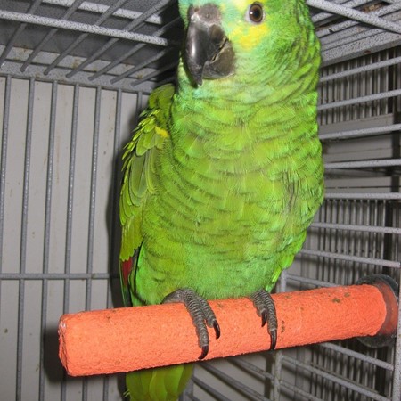 Blue Front Amazon #184156 for sale in Green Brook , NJ